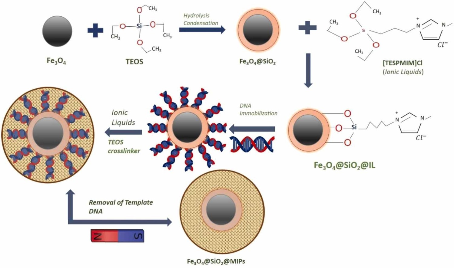 Effect of spin and orbital selectivity of DNA induced SiO2 coated Fe3O4 ...